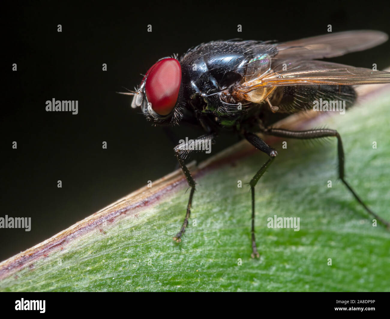 Macro Photography of Black Blowfly on Green Leaf Isolated on Black ...