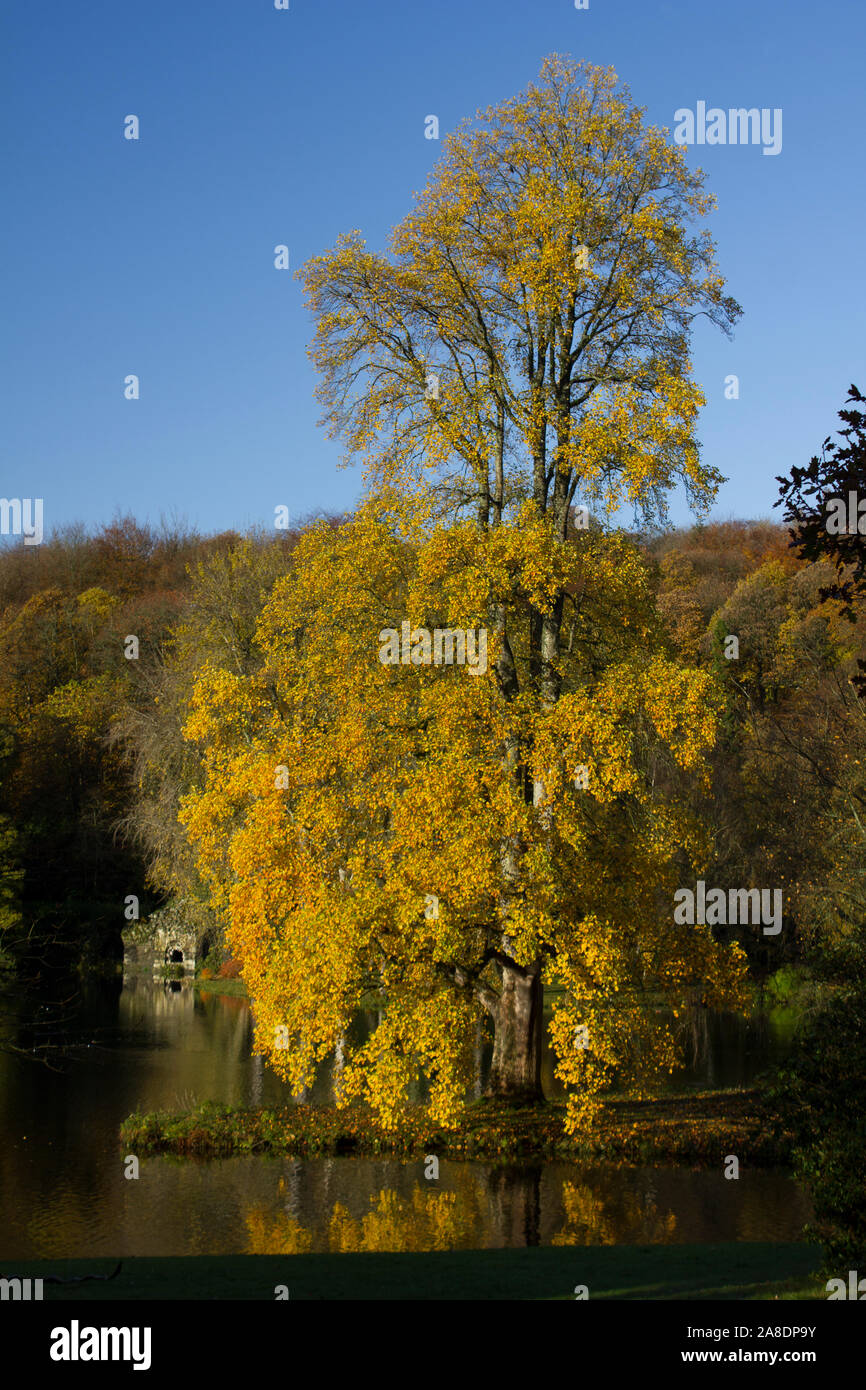 An enormous golden tree on the island at Stourhead gardens, A sunny ...