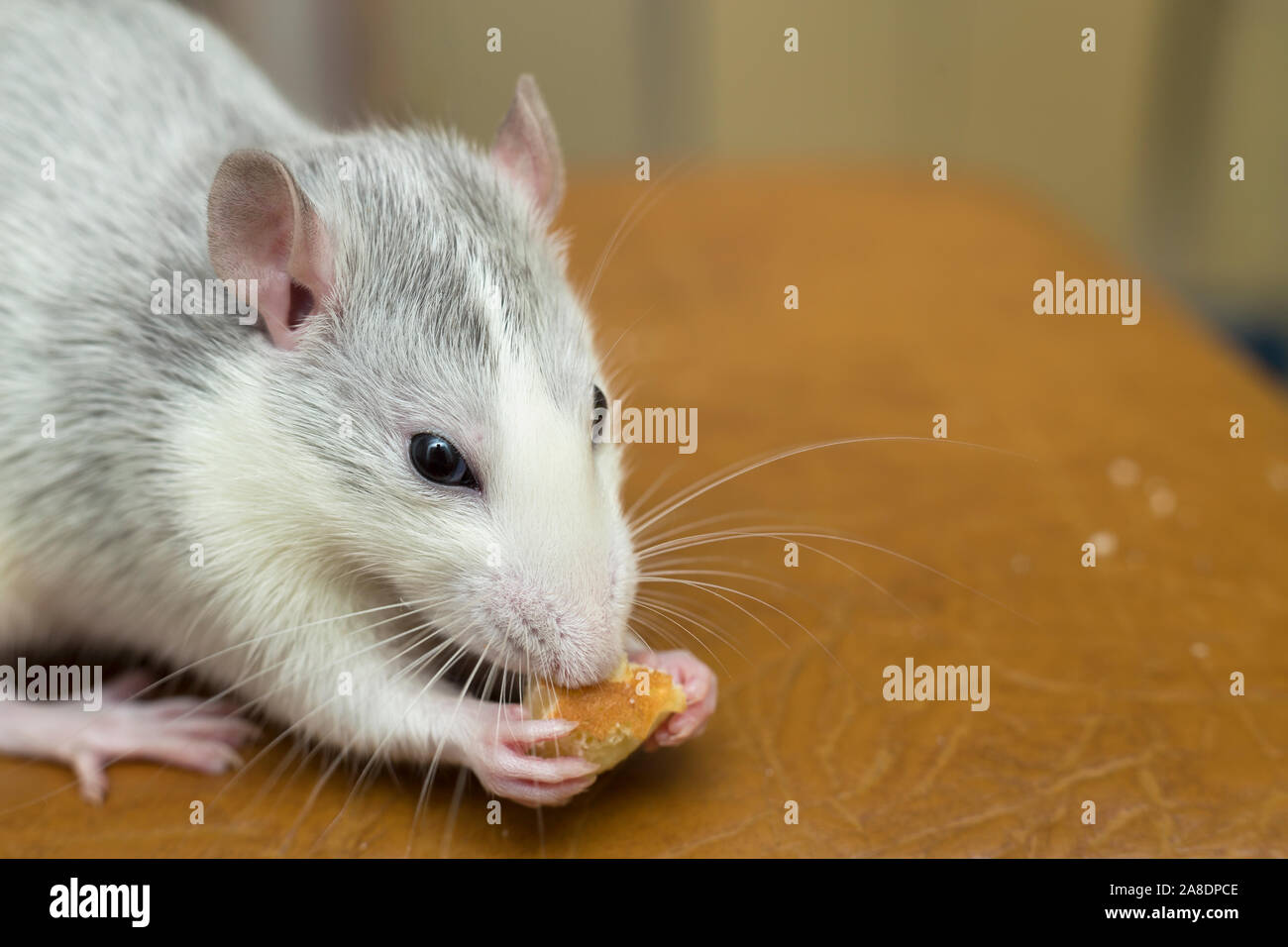 Lab rat , lab mouse, eating hi-res stock photography and images - Alamy