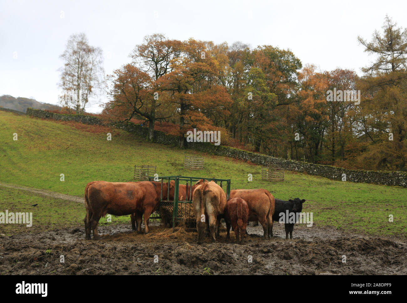 Cumbrian cattle hi-res stock photography and images - Alamy