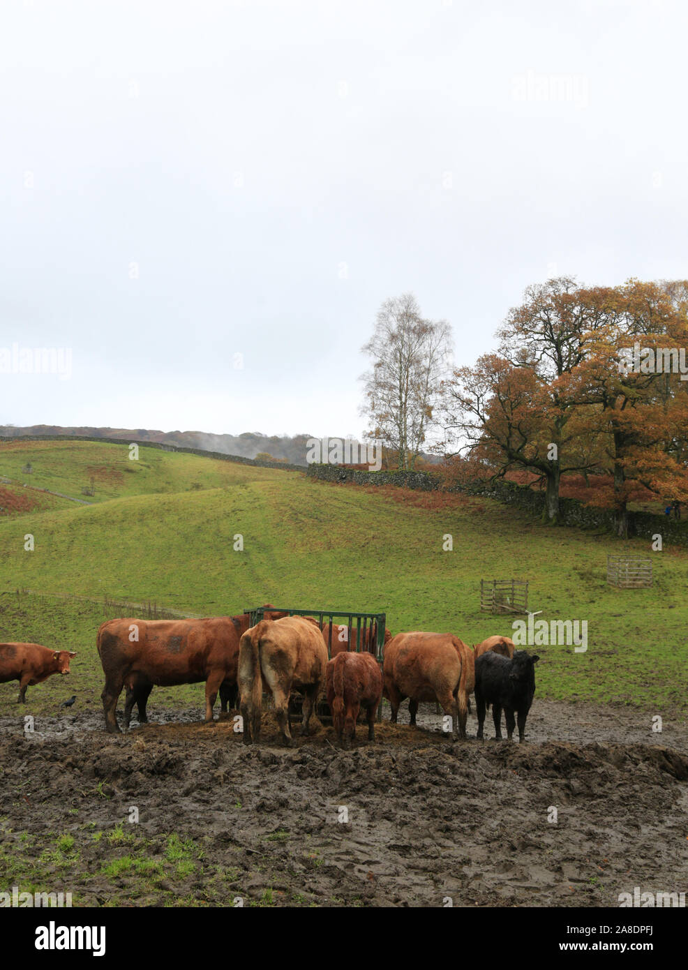 Cumbrian cattle hi-res stock photography and images - Alamy