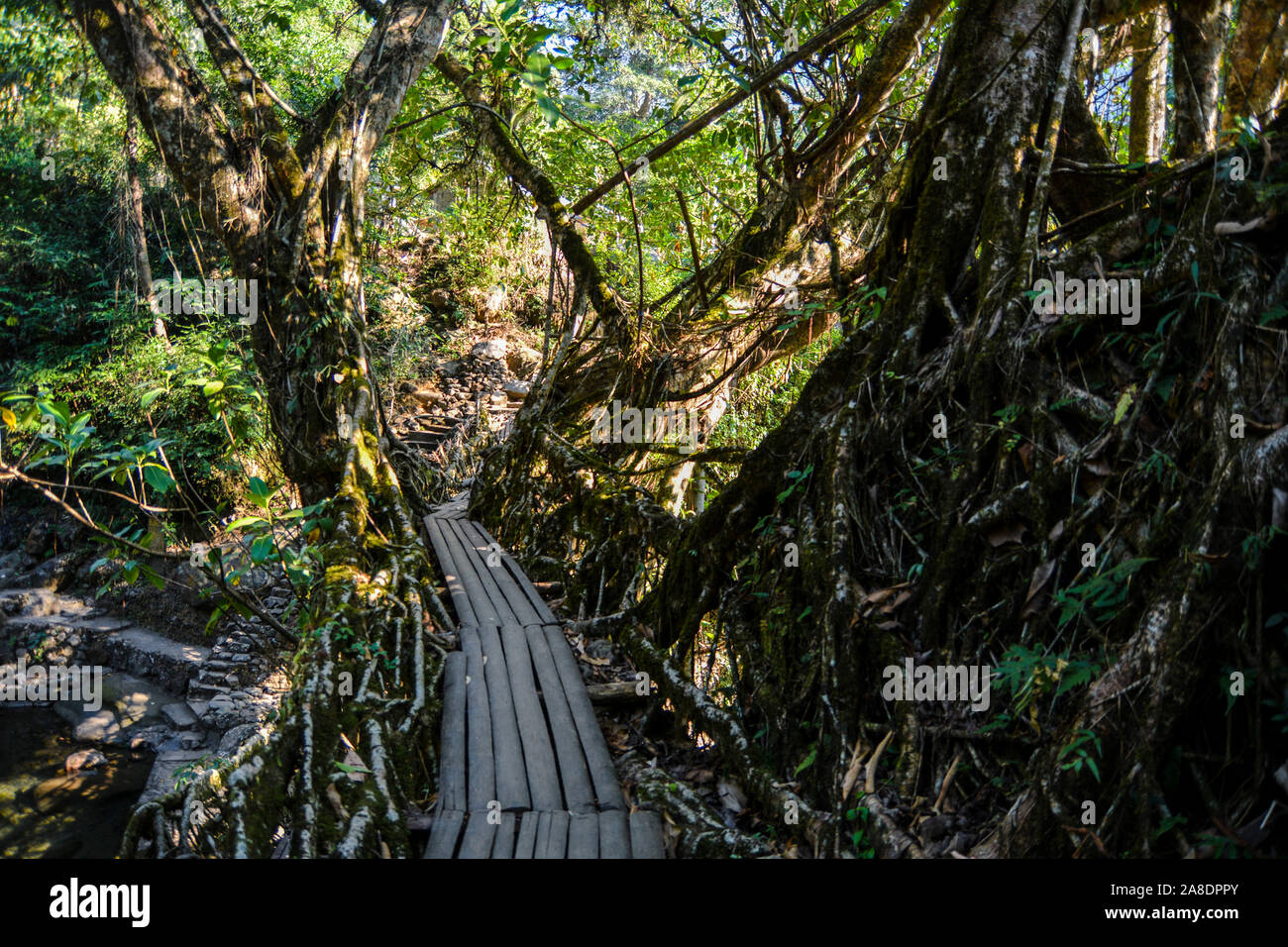 Double Decker Living Root Bridge Stock Photo - Alamy
