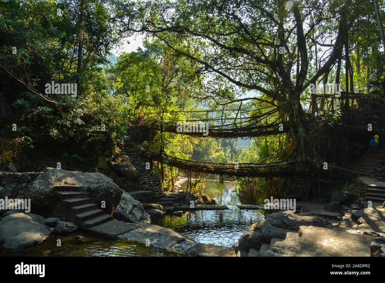 Double Decker Living Root Bridge Stock Photo - Alamy