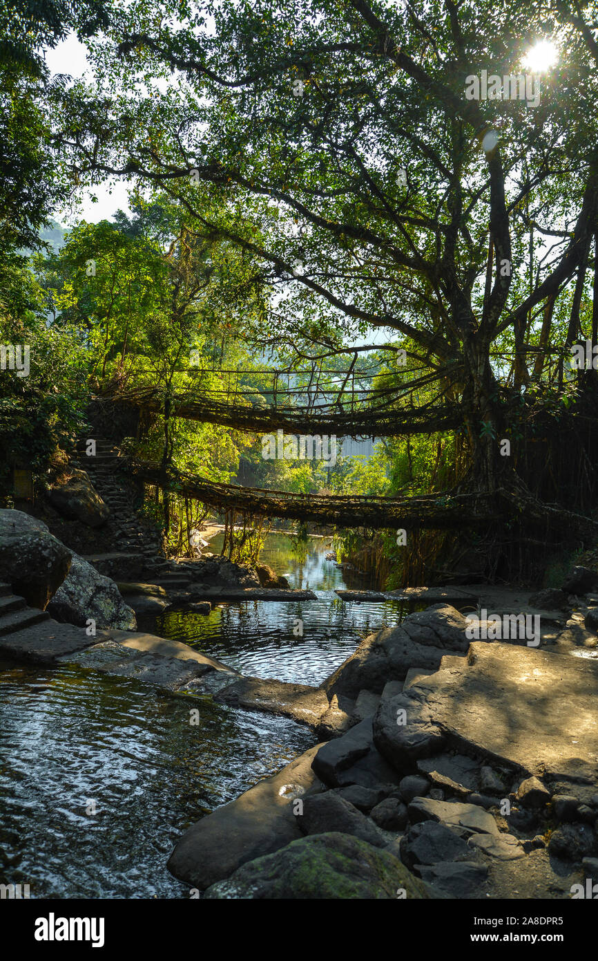 Double Decker Living Root Bridge Stock Photo - Alamy