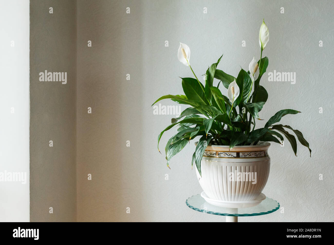 Flower room many hi-res stock photography and images - Alamy