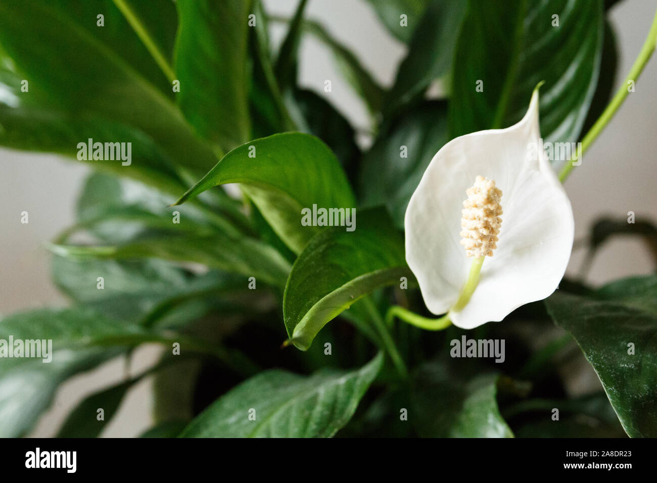 Pot room hi-res stock photography and images - Alamy