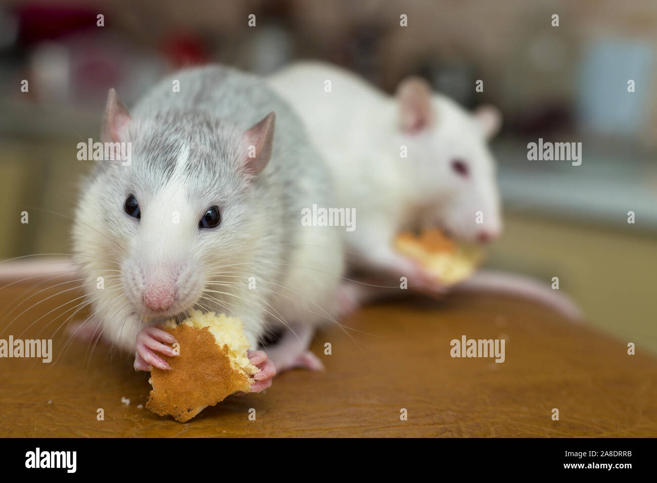 Lab rat , lab mouse, eating hi-res stock photography and images - Alamy