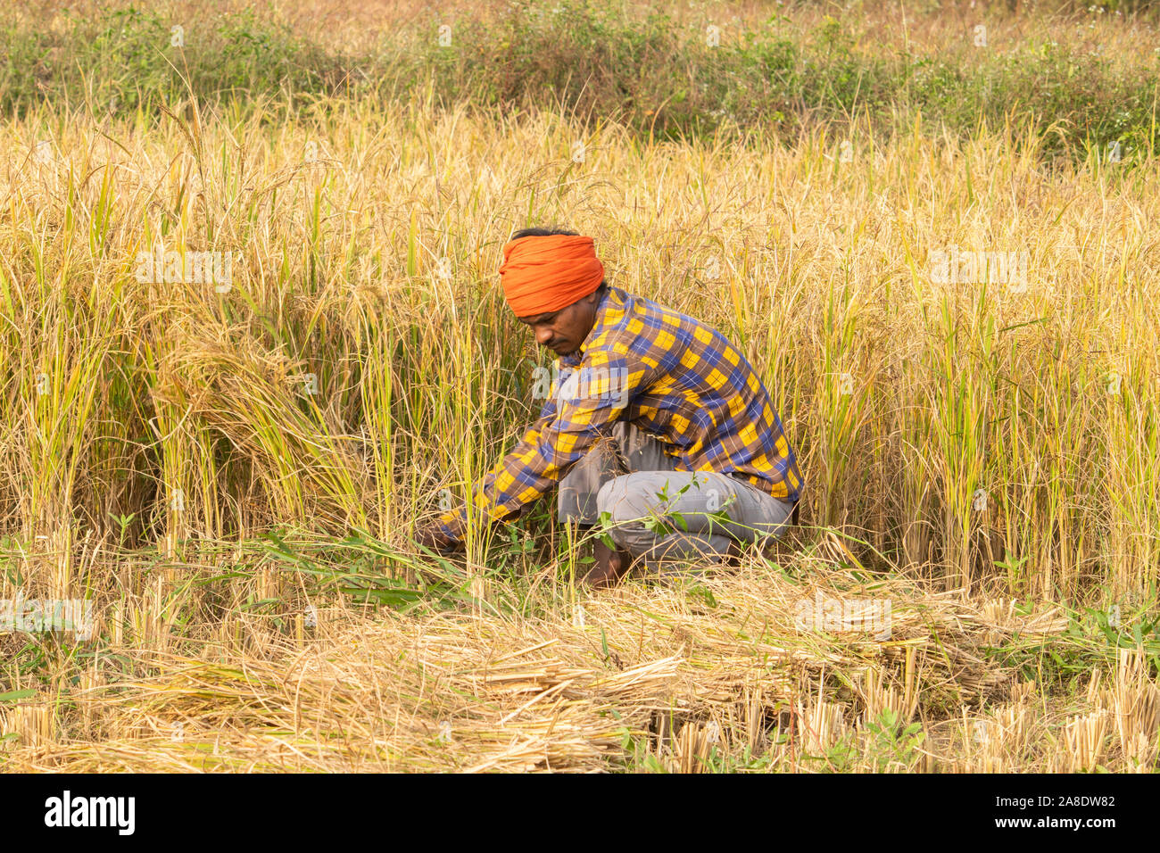 Cutting And Gathering Of Crops
