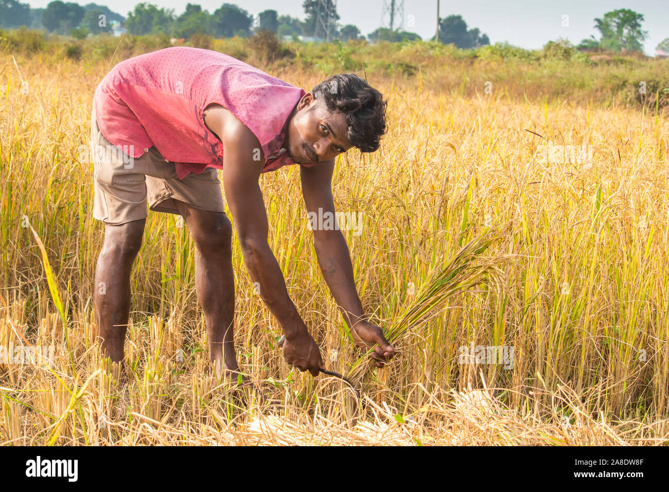 Farmer Cutting Paddy in the Rice Fields, Madhya pradesh, India.SIJHORA ...