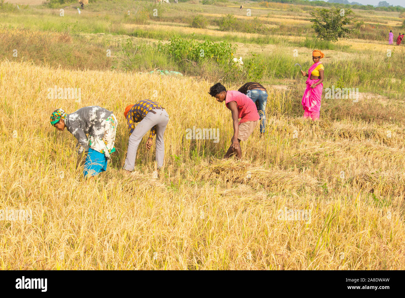 Cutting peddy hi-res stock photography and images - Alamy