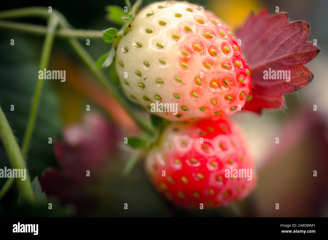 Beautiful shot growing green hi-res stock photography and images - Alamy