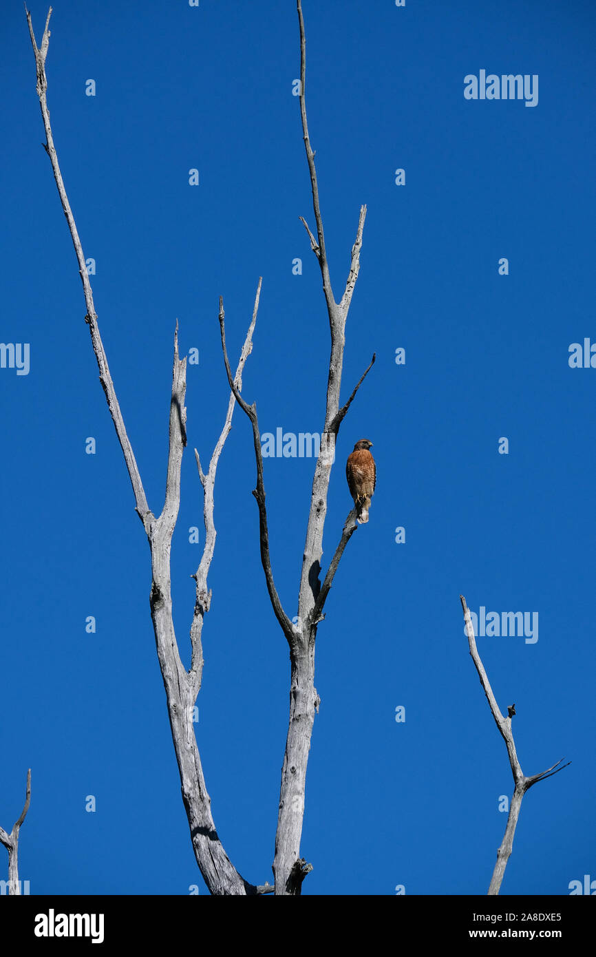 Hawk in Tree Vertical Stock Photo - Alamy
