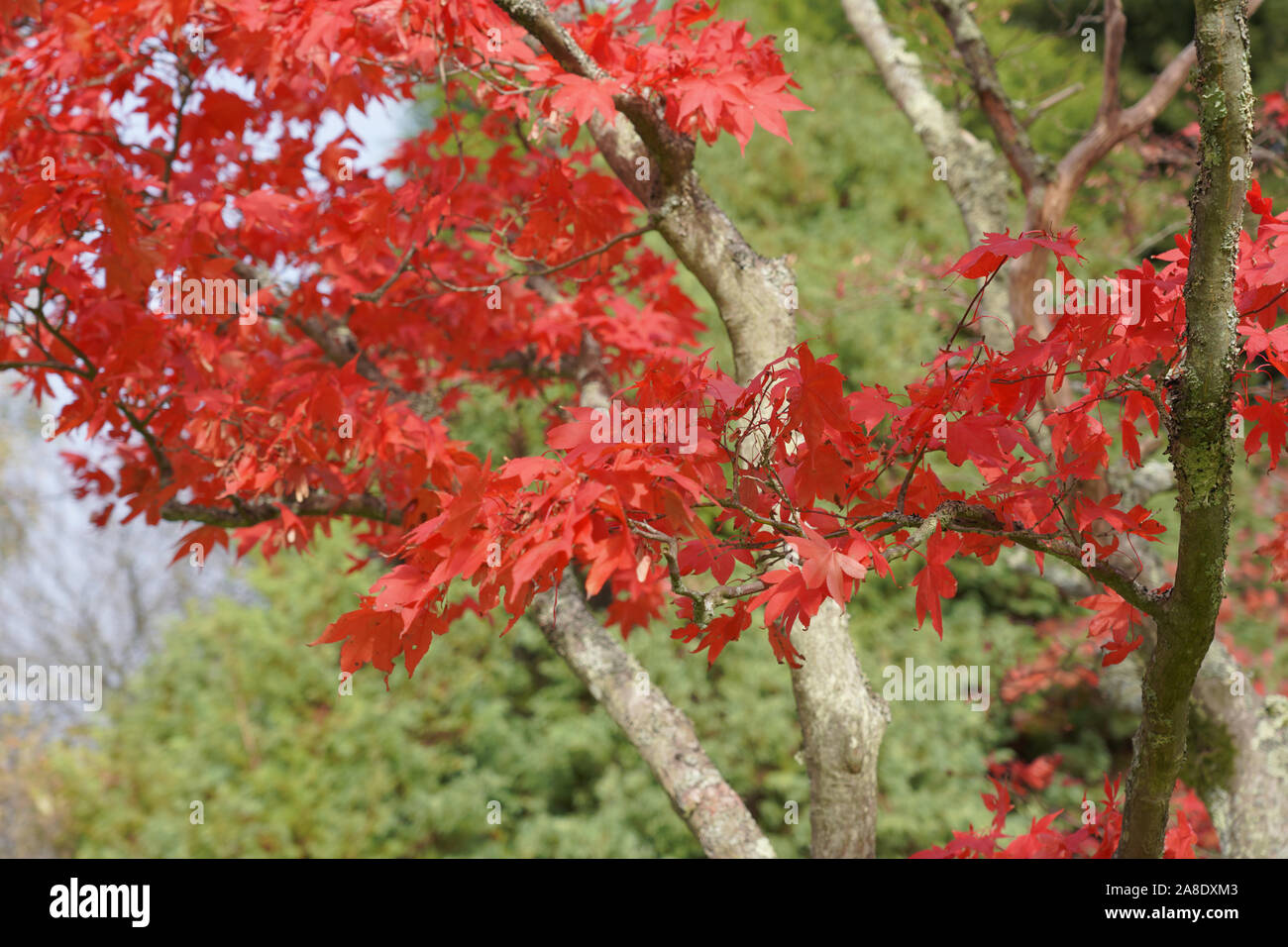 Japanese maple tree, Acer Palmatum Stock Photo - Alamy