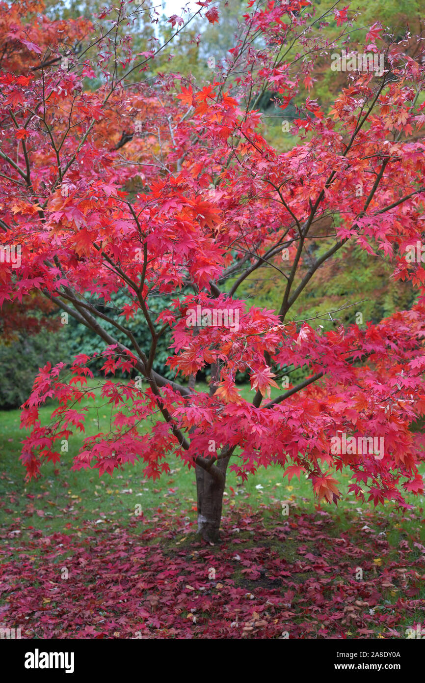 Japanese maple tree, Acer Palmatum Stock Photo - Alamy