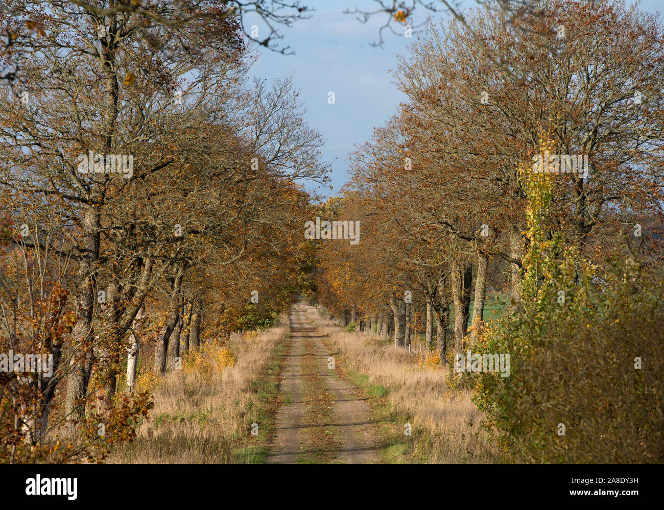 Autumn colors on deciduous trees, in an avenue, in the month of October ...