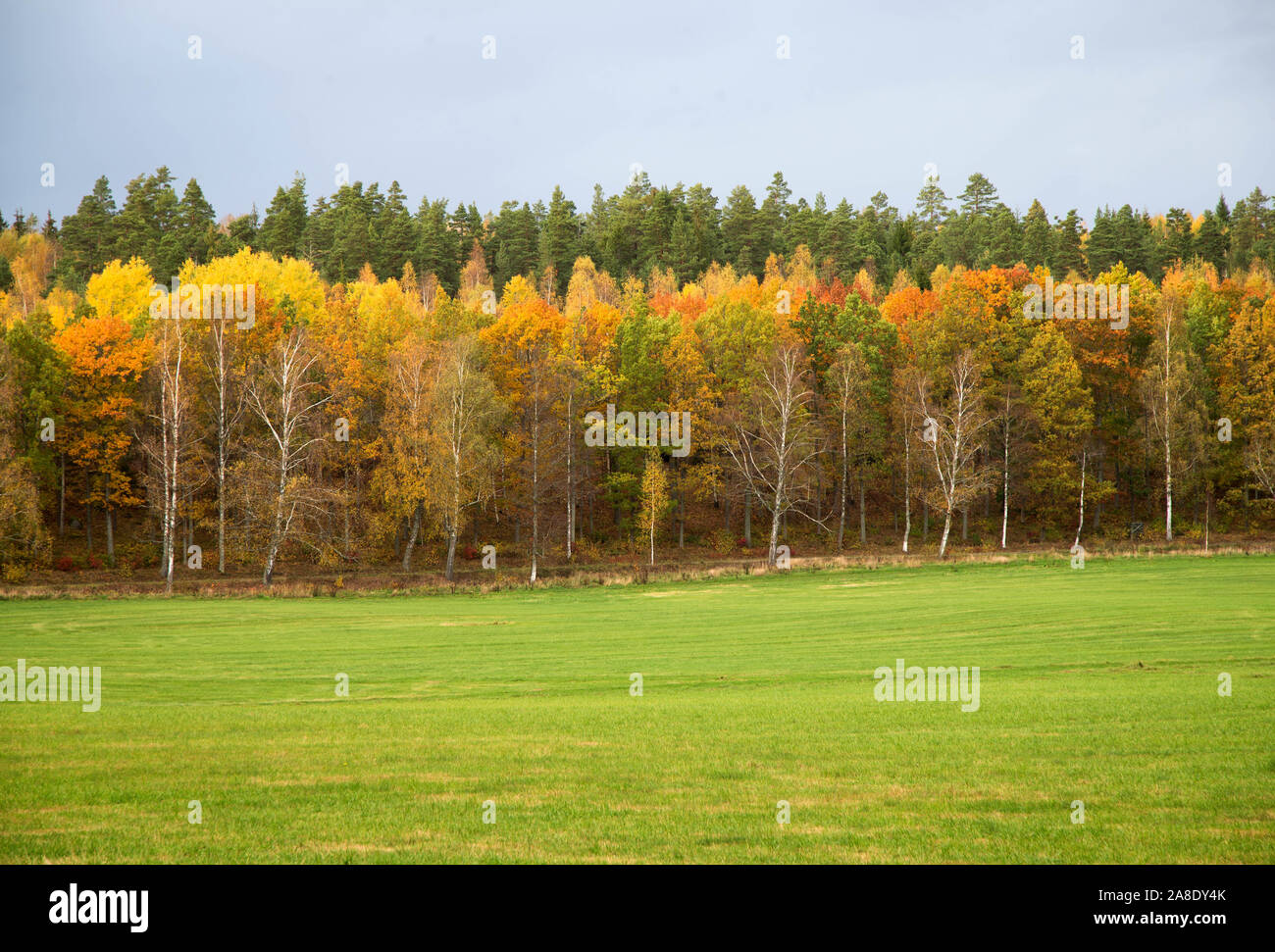 Deciduous host trees hi-res stock photography and images - Alamy