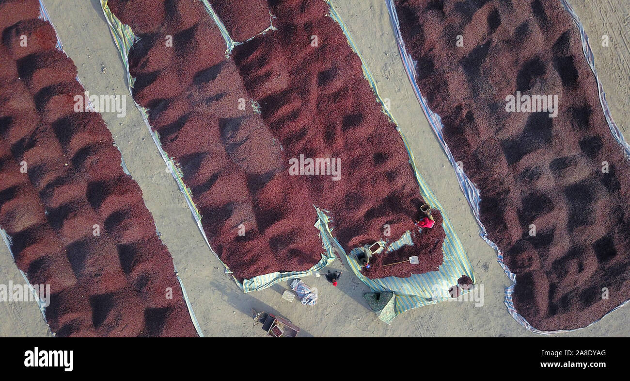 This aerial view shows local farmers piling up Chinese dates for drying ...