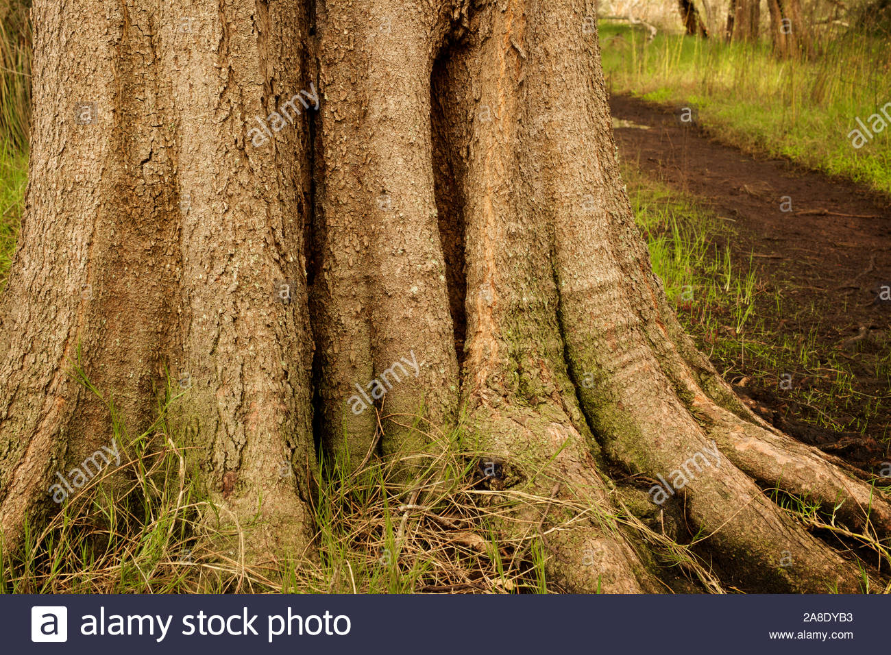 Australian Woodland Plant High Resolution Stock Photography and Images ...