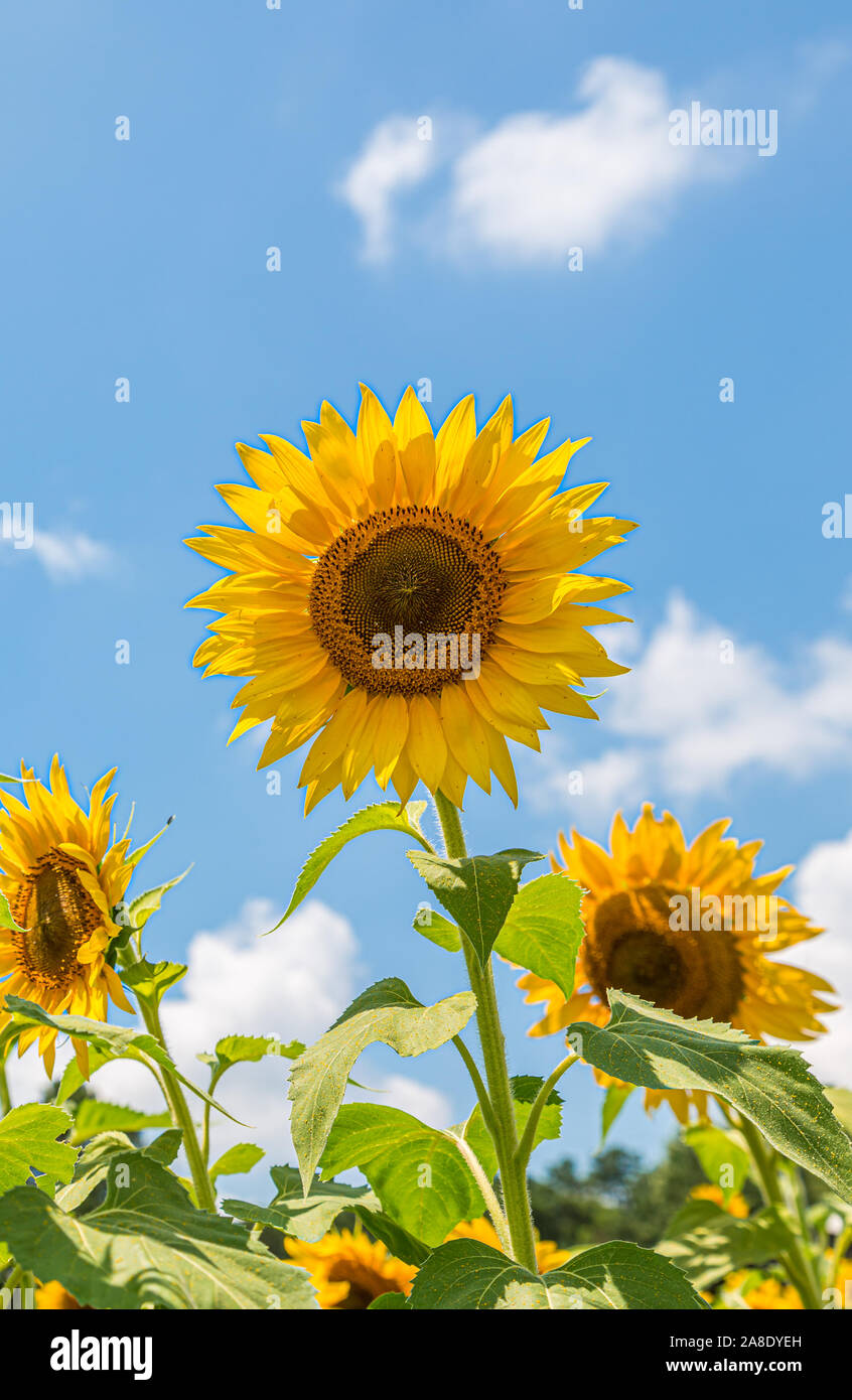 Field sunflowers one beautiful flower hi-res stock photography and ...