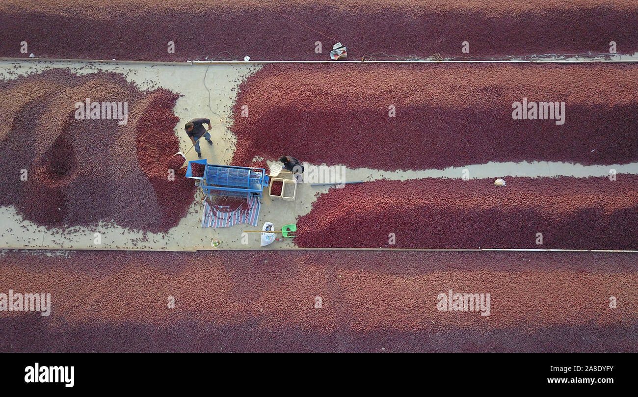 This aerial view shows local farmers piling up Chinese dates for drying ...
