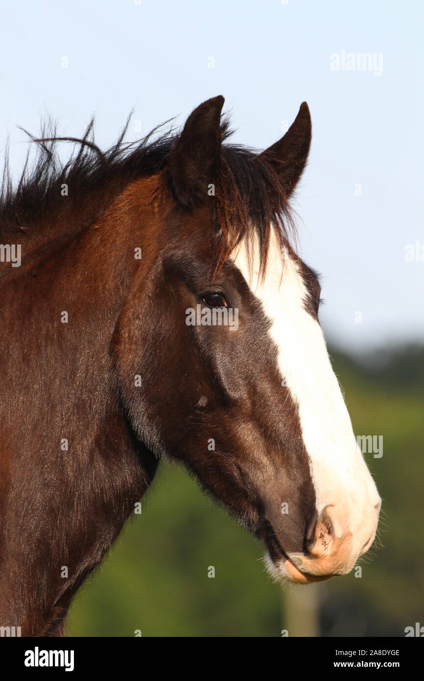 Shire horse mare foal hi-res stock photography and images - Alamy