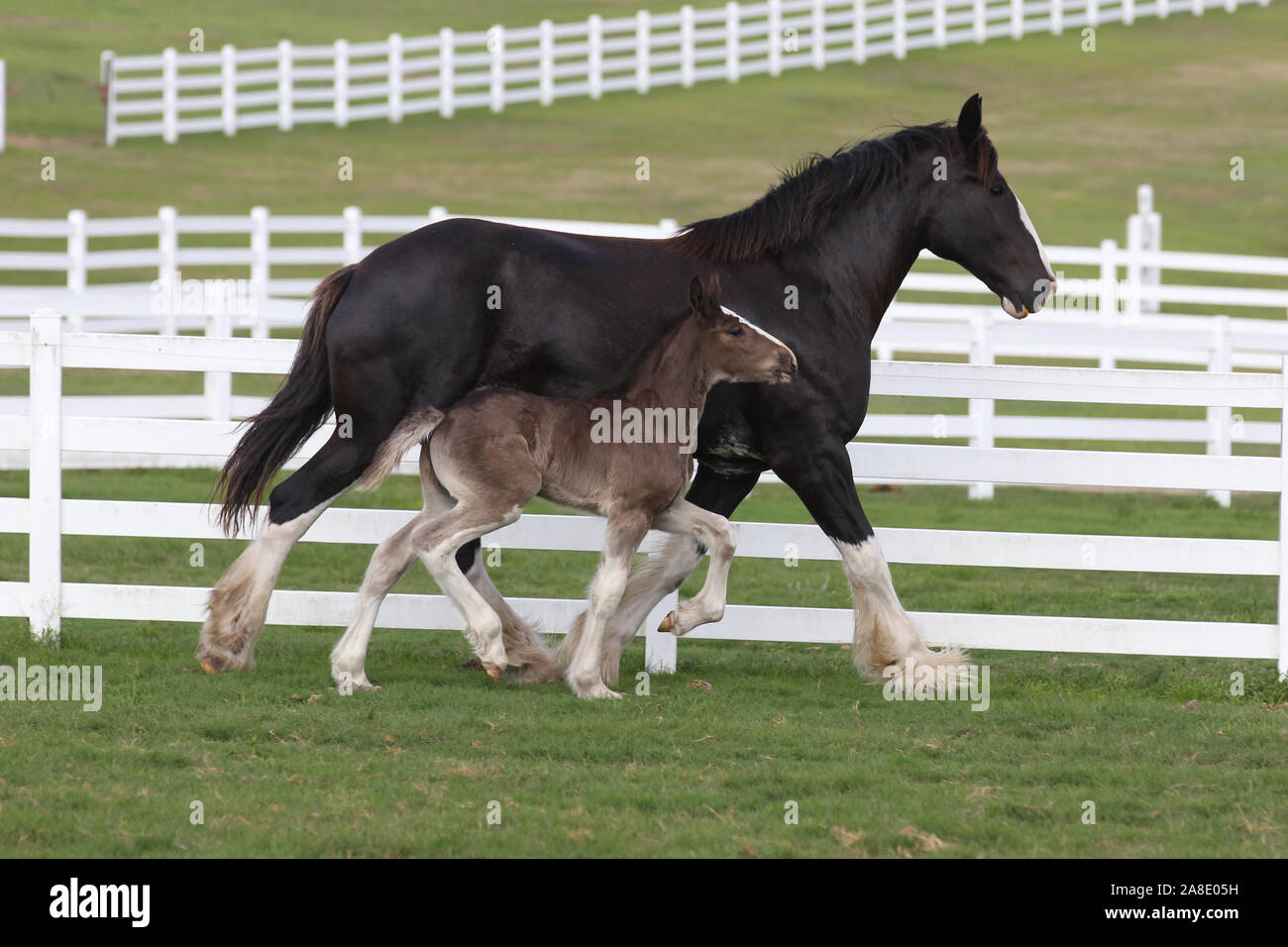 Shire horse mare foal hi-res stock photography and images - Alamy