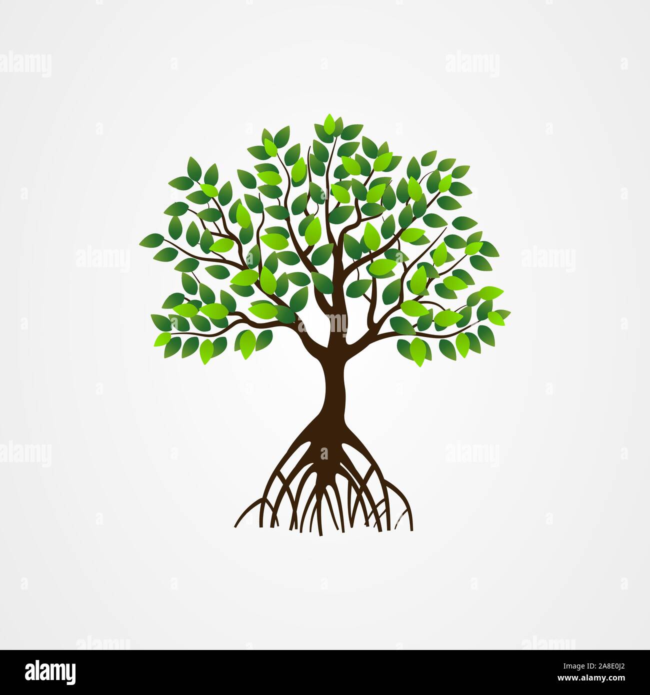 Mangrove rhizophora roots Stock Vector Images - Alamy