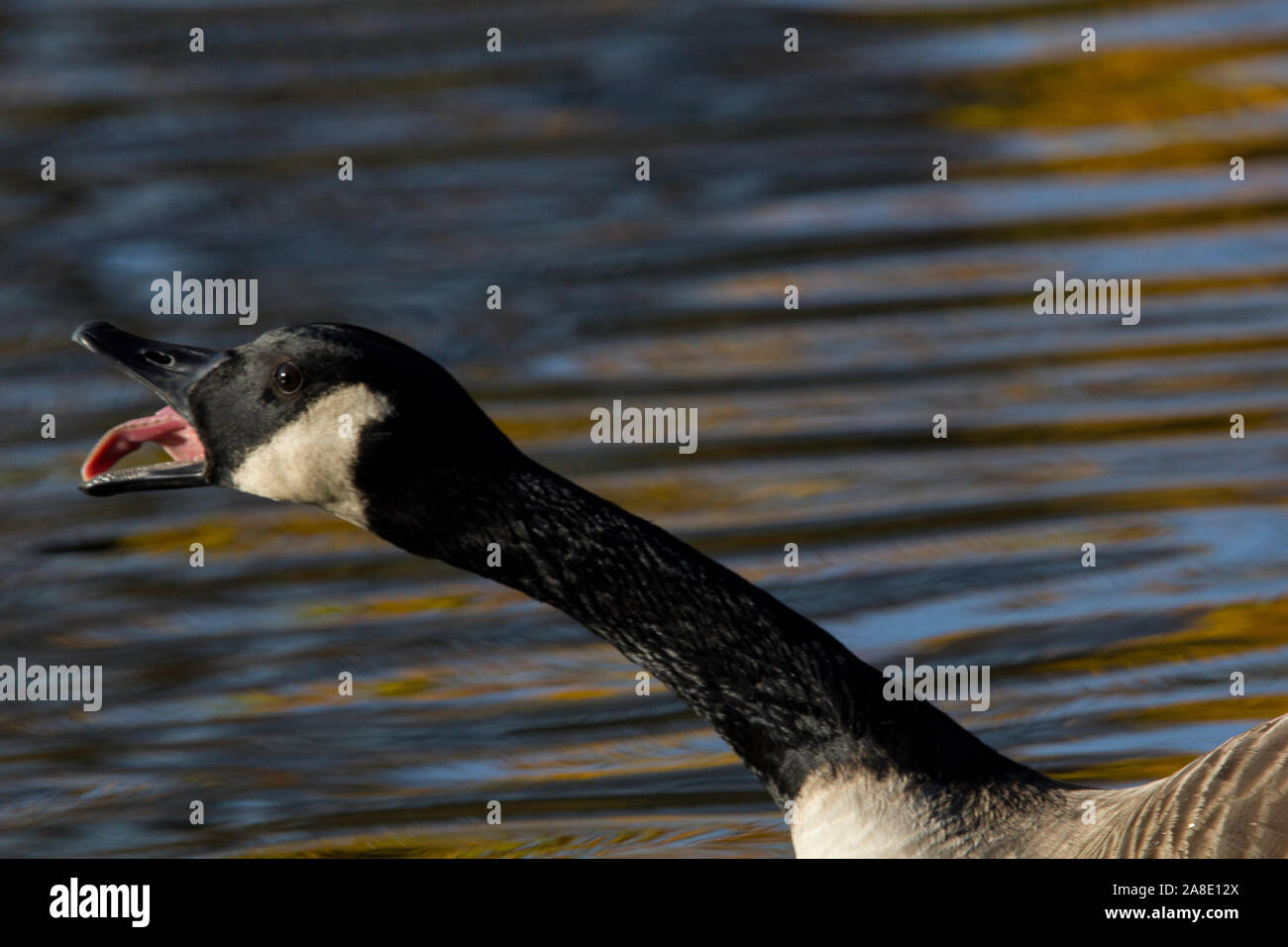 A Canada goose with its neck stretched out. Head and neck only Stock ...