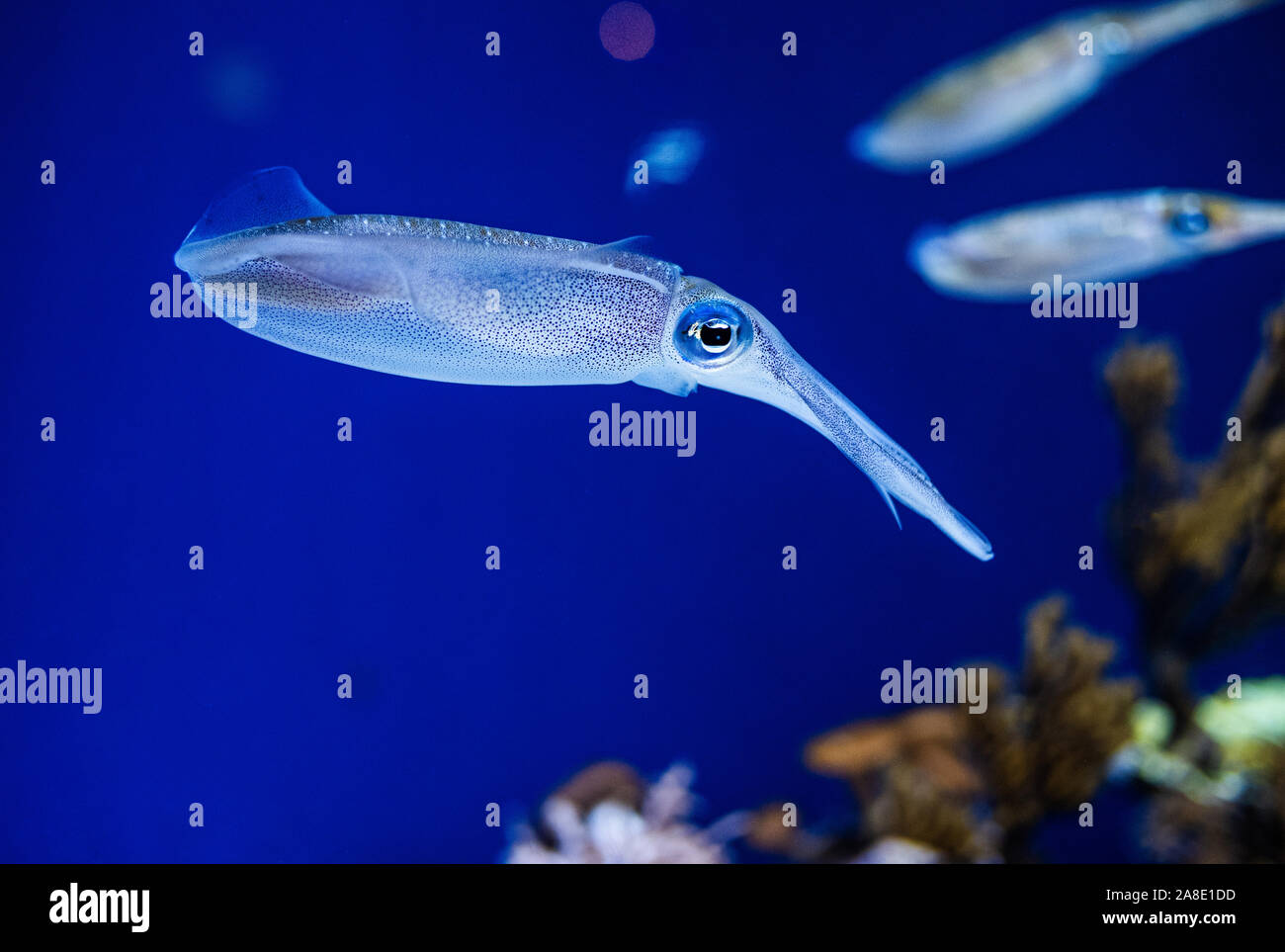 Squid swimming hi-res stock photography and images - Alamy