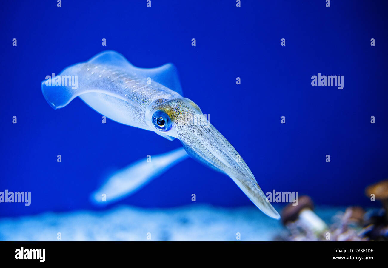 Squid swimming in an aquarium Stock Photo - Alamy