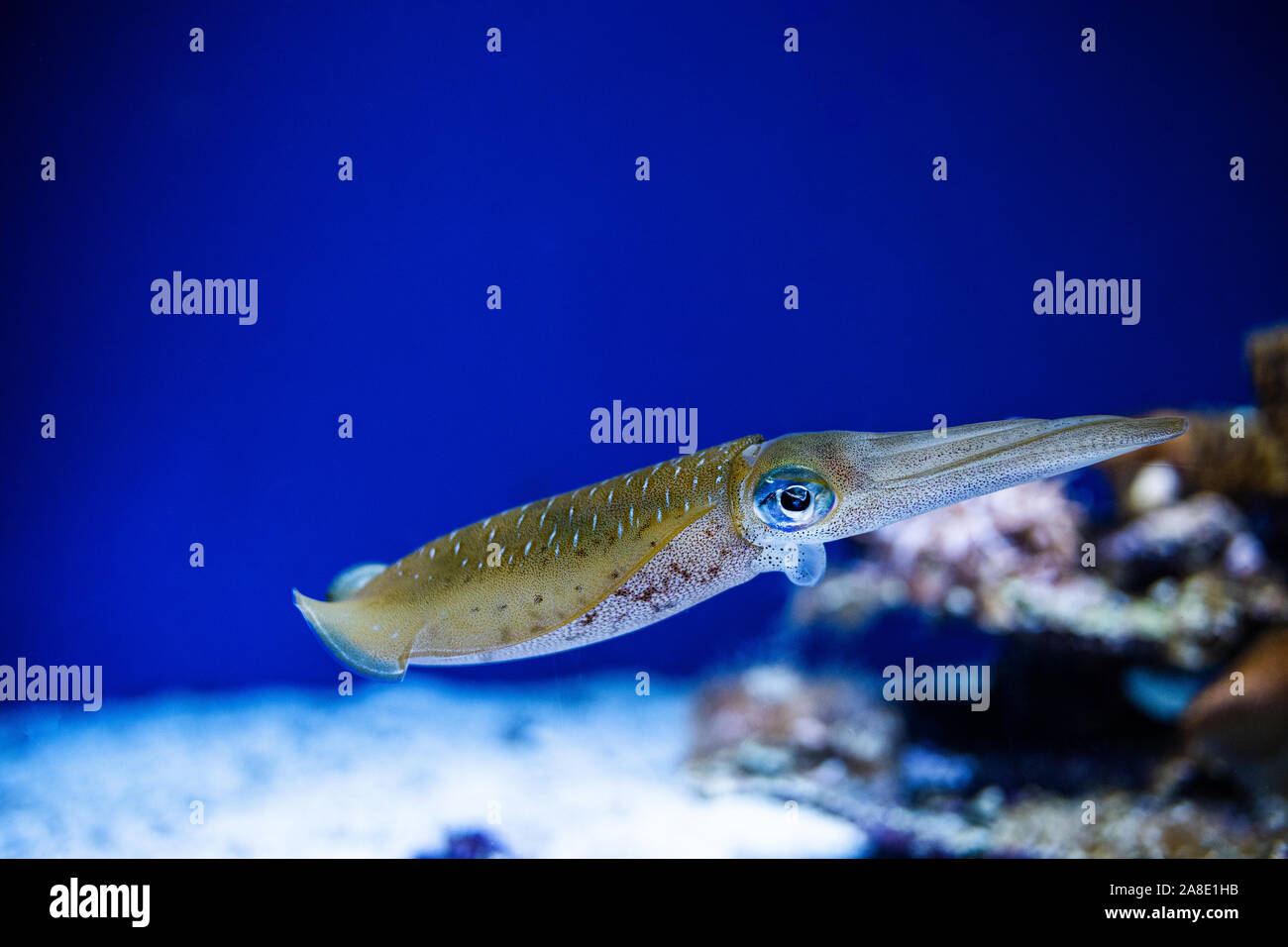 Squid swimming in an aquarium Stock Photo - Alamy