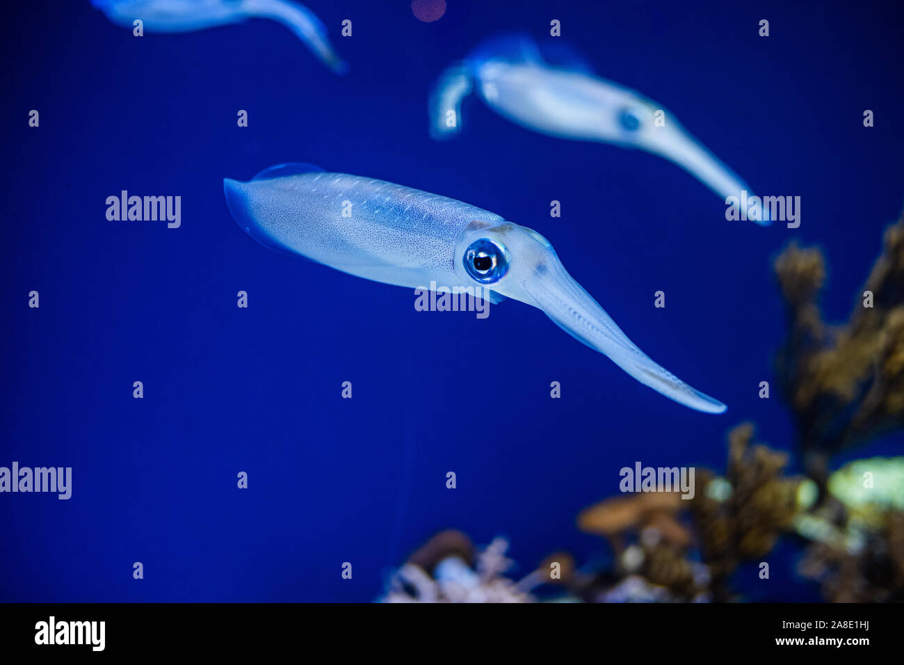 Squid swimming in an aquarium Stock Photo - Alamy