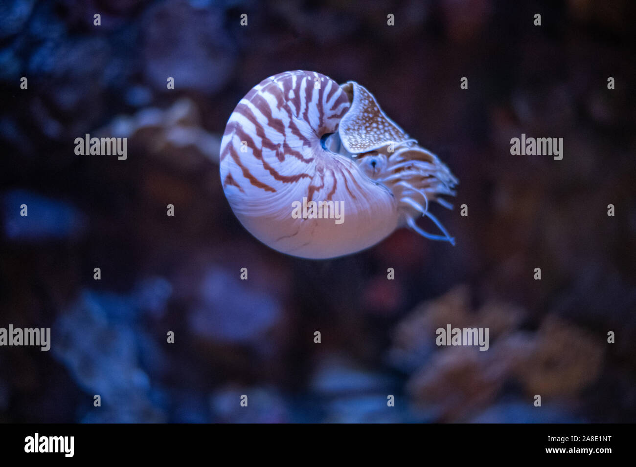 Nautilus swimming in an aquarium Stock Photo - Alamy