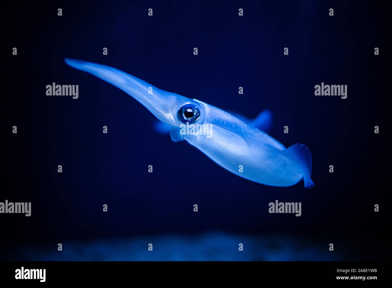 Squid swimming in an aquarium Stock Photo - Alamy