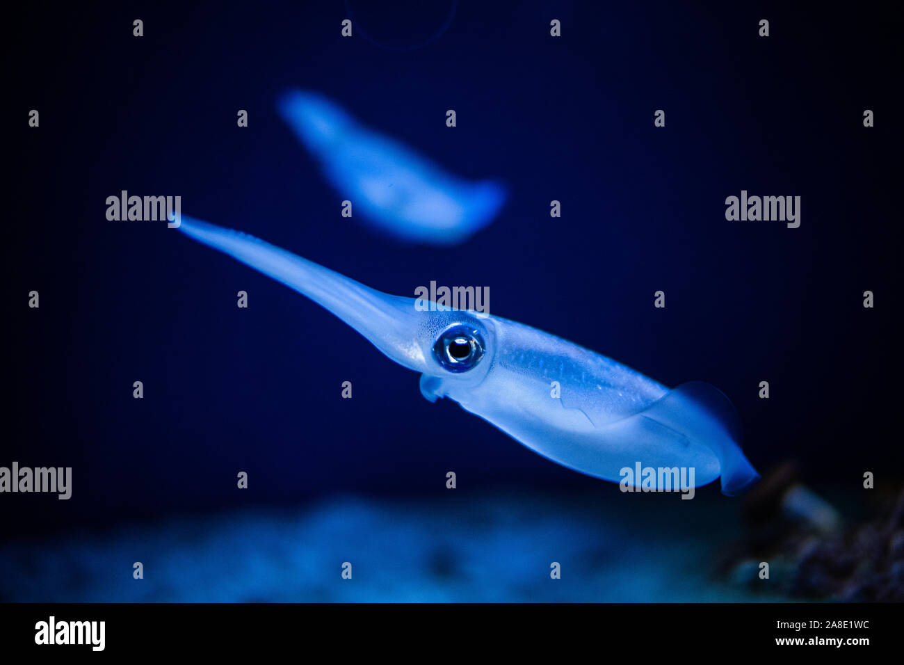 Squid swimming in an aquarium Stock Photo - Alamy