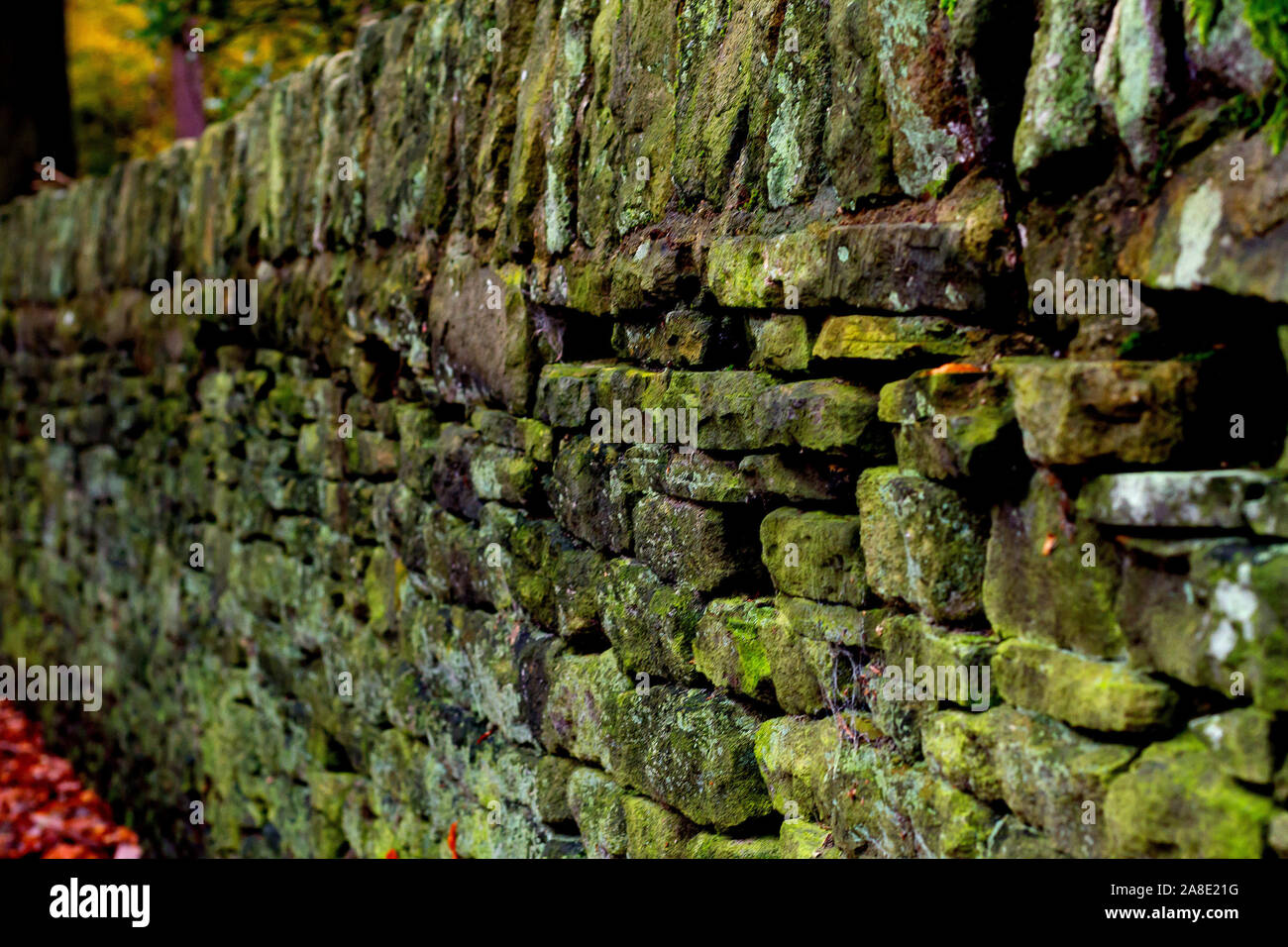 Moss covered wall Stock Photo - Alamy