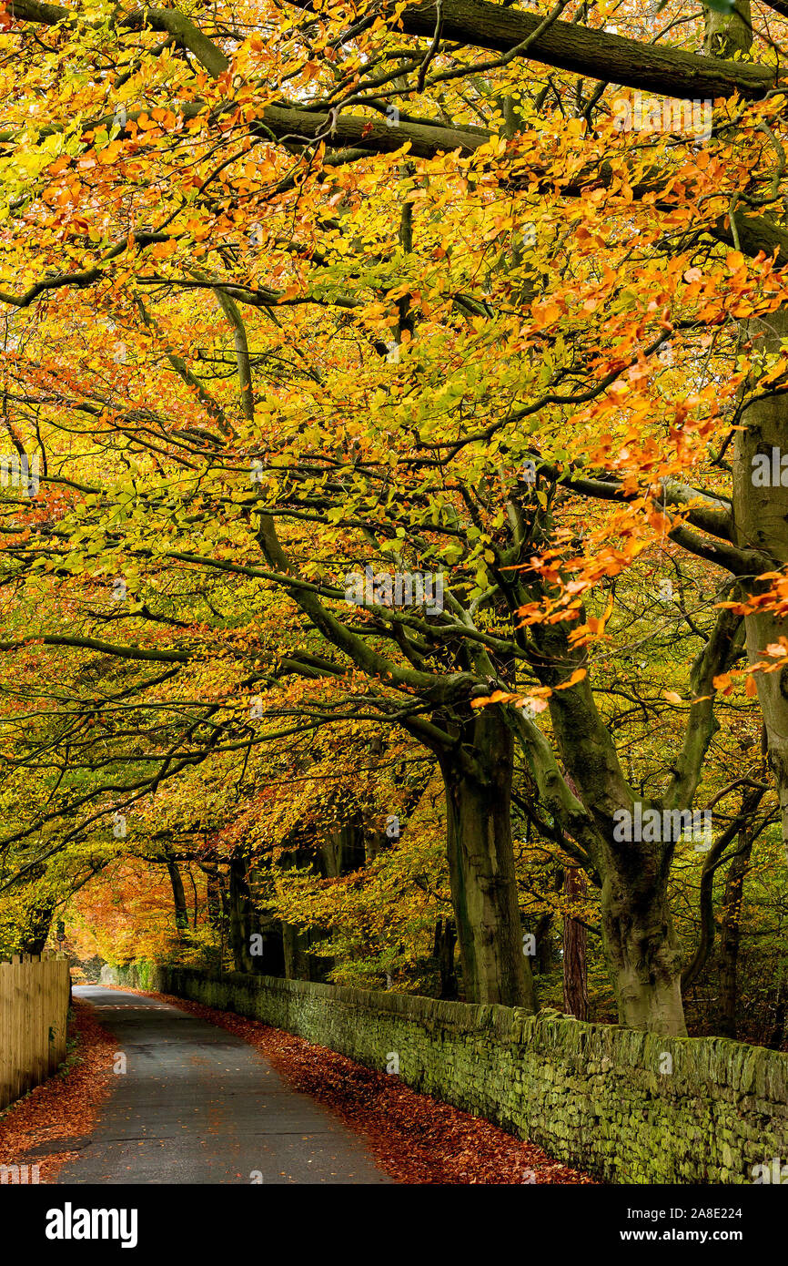 British country lane in autumn Stock Photo - Alamy