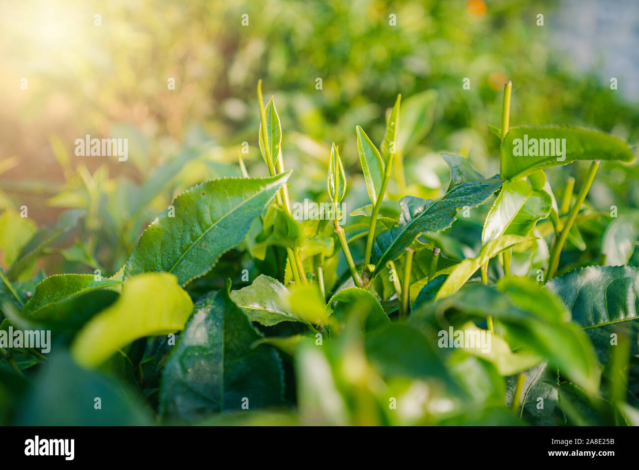 close up Fresh green tea leaves in the morning forest and green nature ...