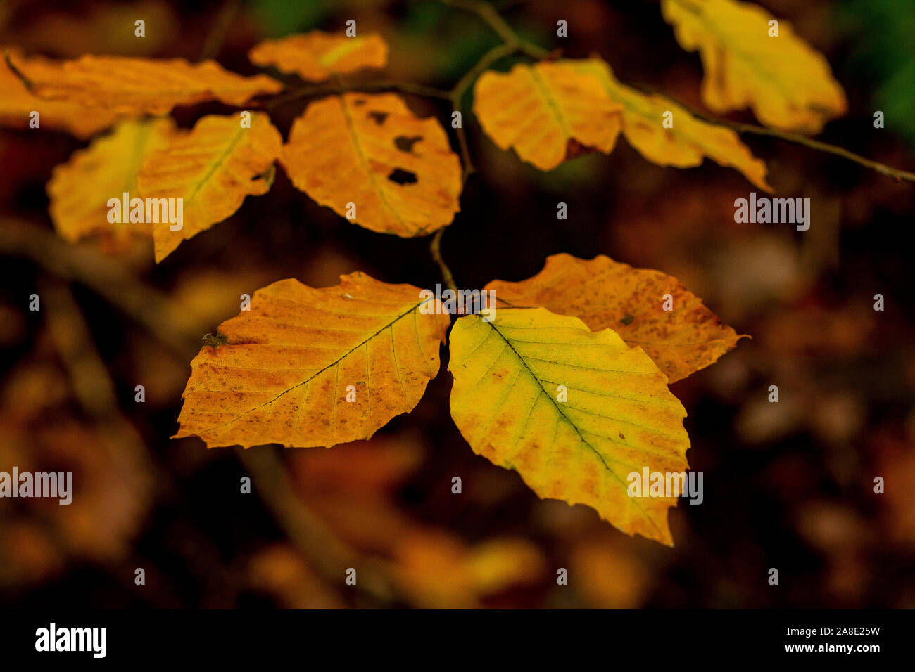 Autumn leaves on tree branch Stock Photo - Alamy