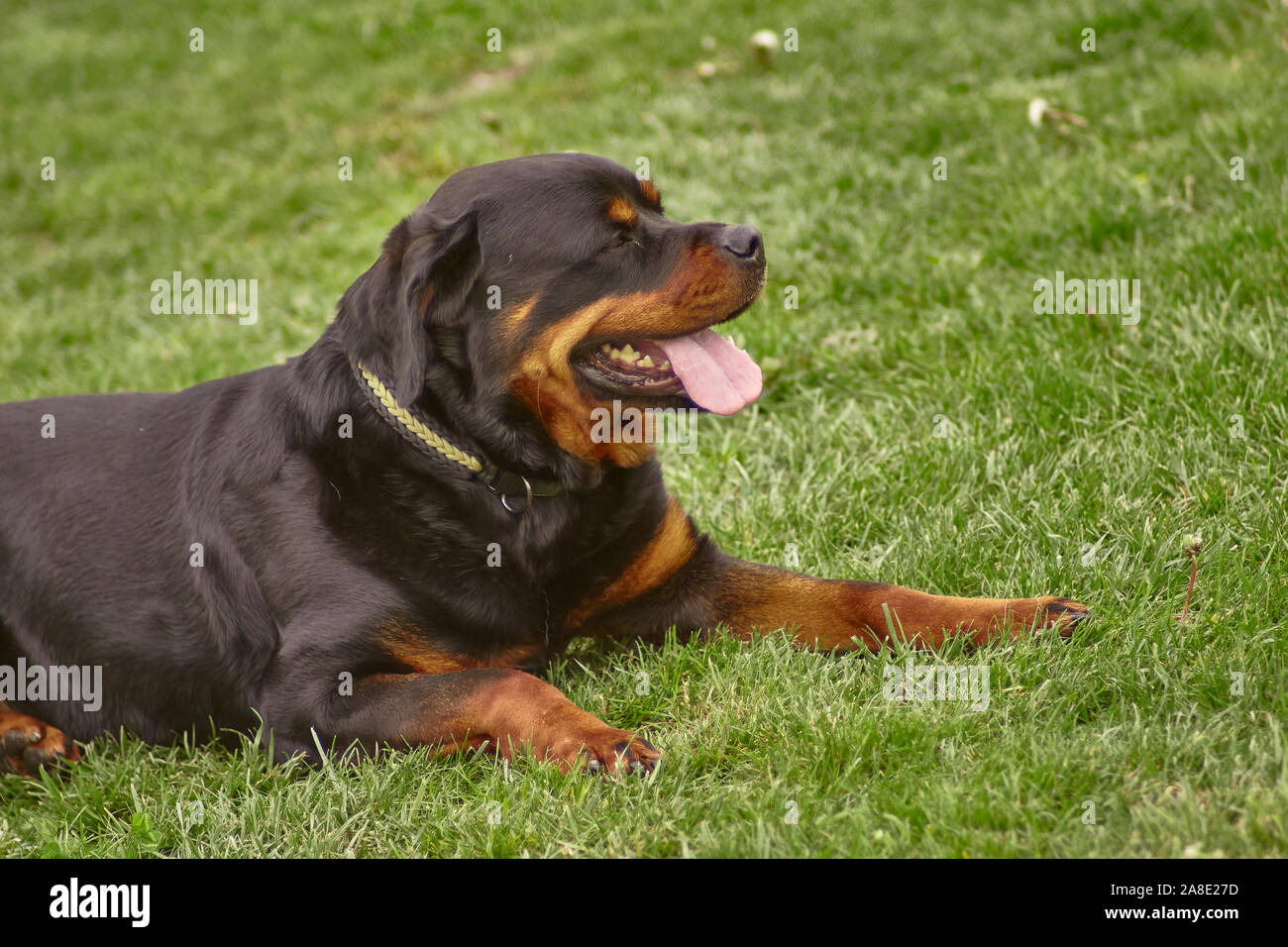 Rottweiler dog plays at the park #2 Stock Photo - Alamy