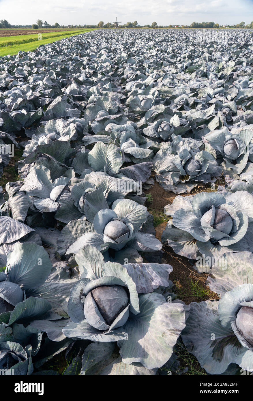 Field with red cabbage in the Netherlands Stock Photo - Alamy