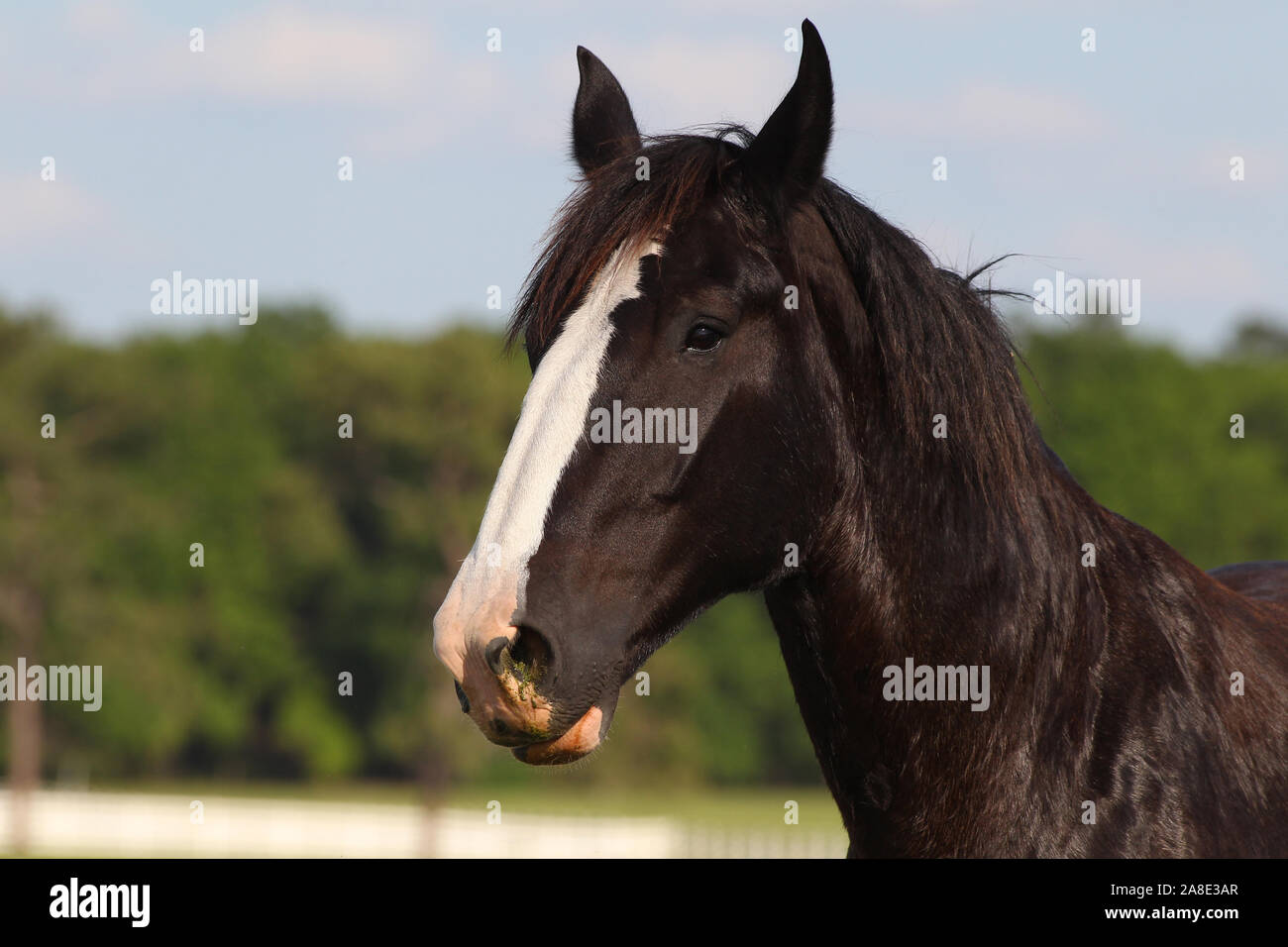 Shire horse mare foal hi-res stock photography and images - Alamy