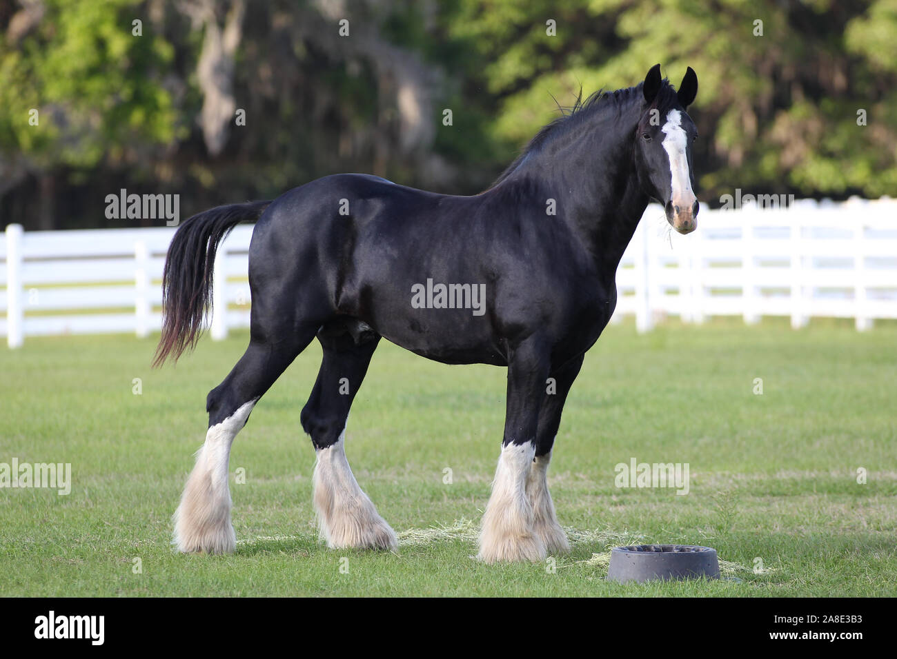 Shire horse mare foal hi-res stock photography and images - Alamy