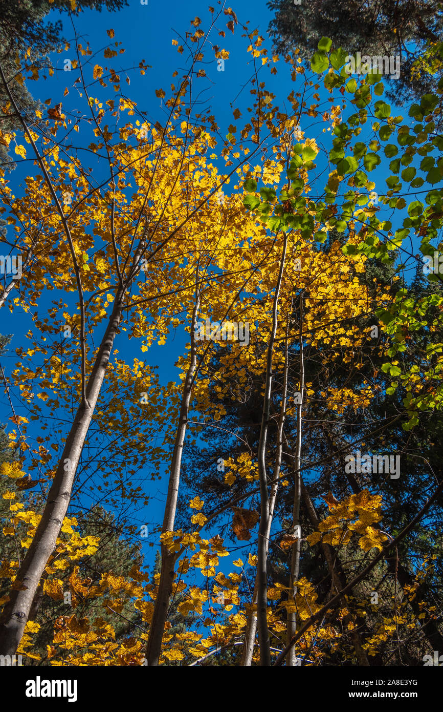 Golden tree tops hi-res stock photography and images - Alamy