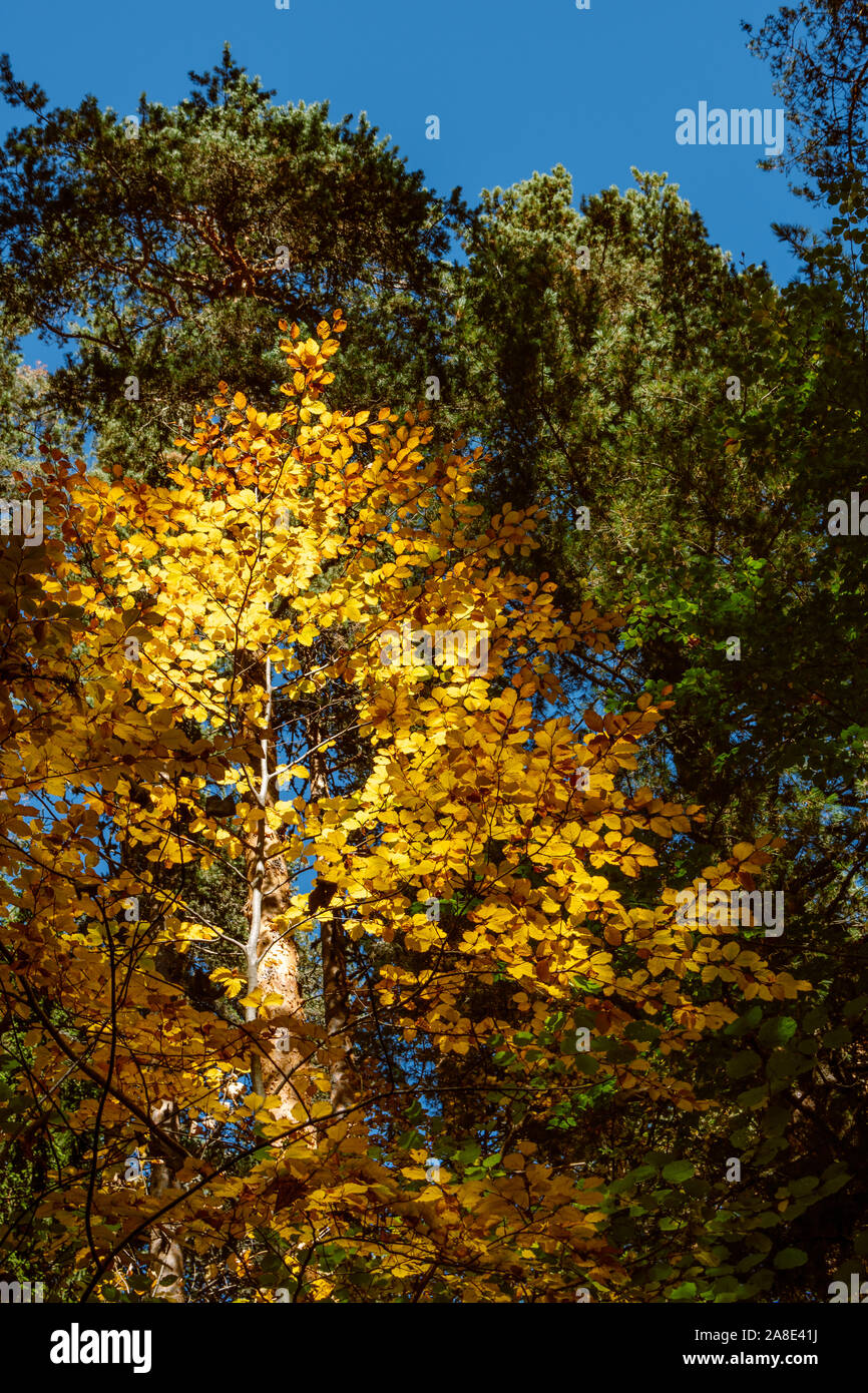 A lone tree with golden autumn leaves, lit by sunlight, surrounded by ...