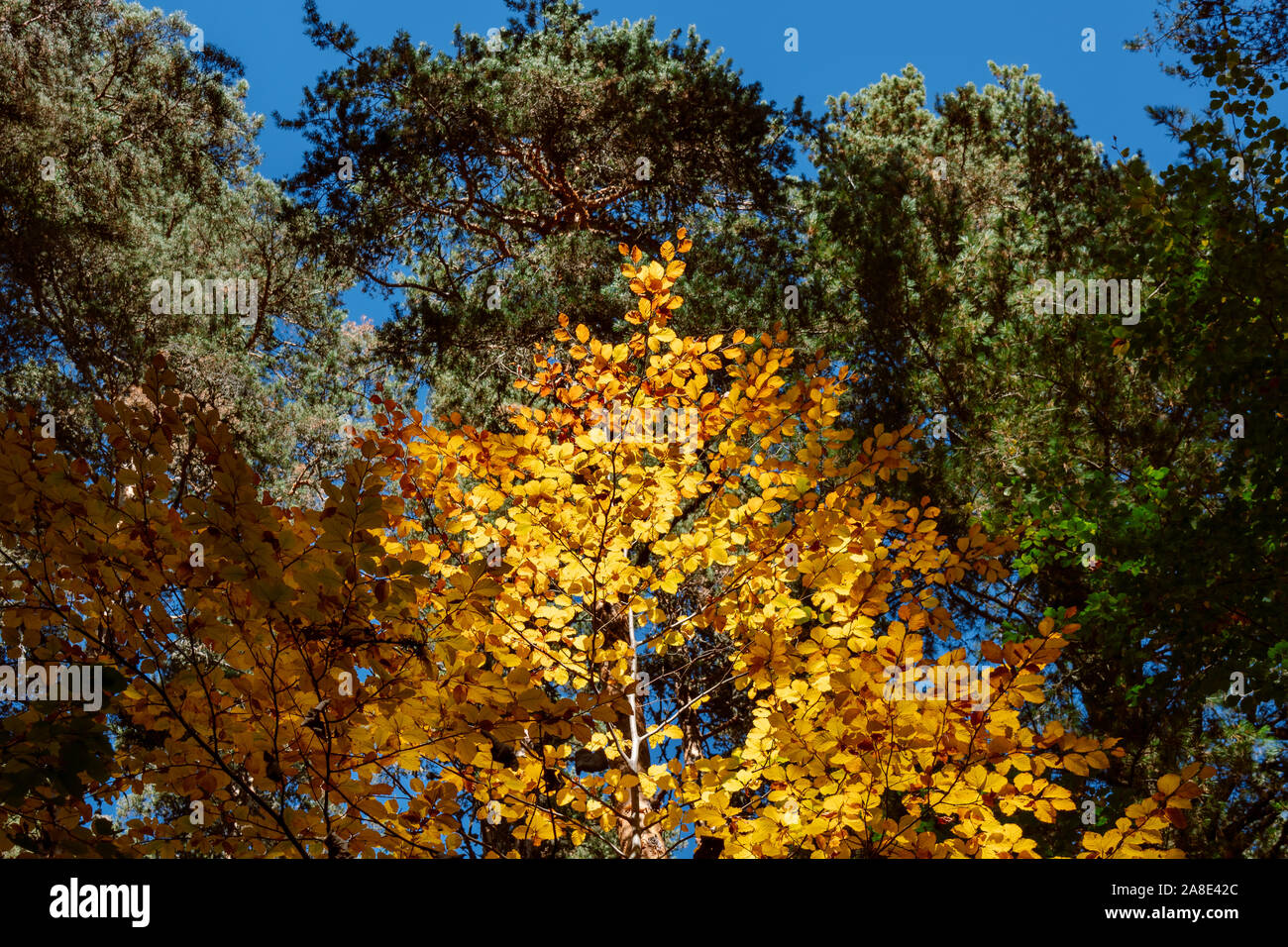 A lone tree with golden autumn leaves, lit by sunlight, surrounded by ...