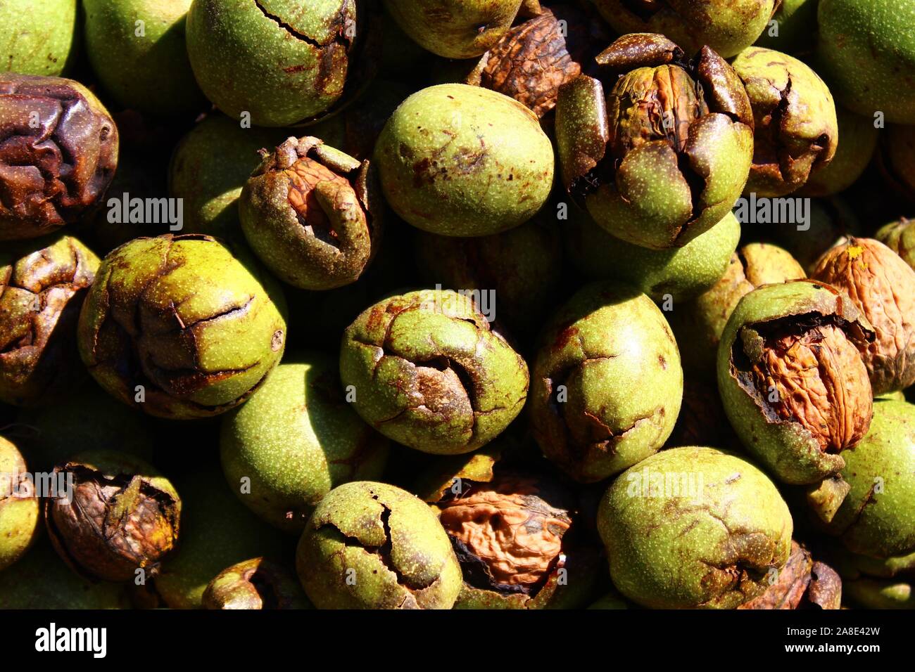 The picture shows many walnuts with shells Stock Photo - Alamy