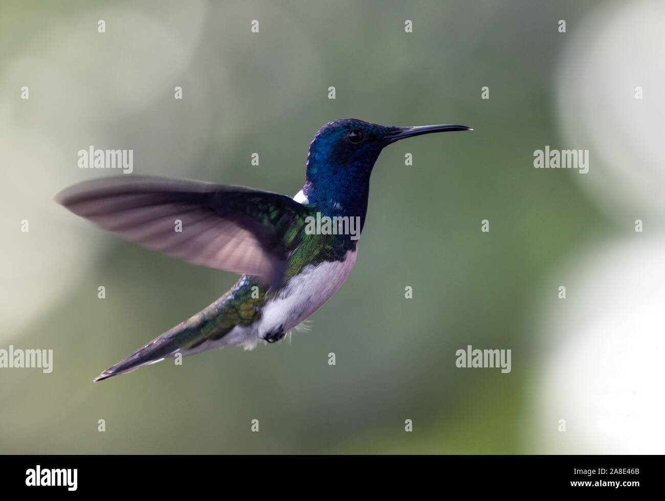 Jacobin bird hi-res stock photography and images - Alamy