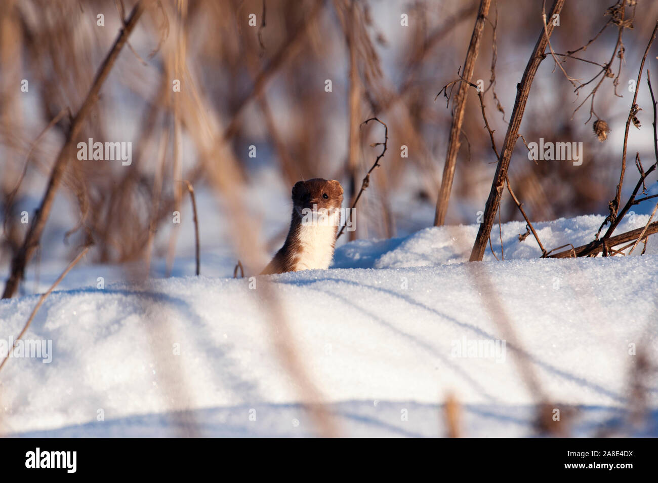 WEASEL IN SNOW Stock Photo - Alamy