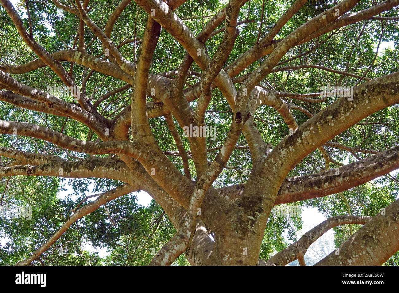 Banyan Tree, Peradeniya Botanical Gardens, Kandy, Central Province, Sri ...
